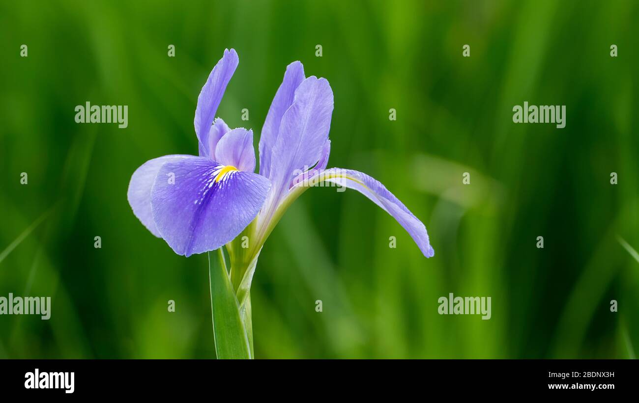 The Violet iris flowers (Iris germanica) on blurred green natural ...