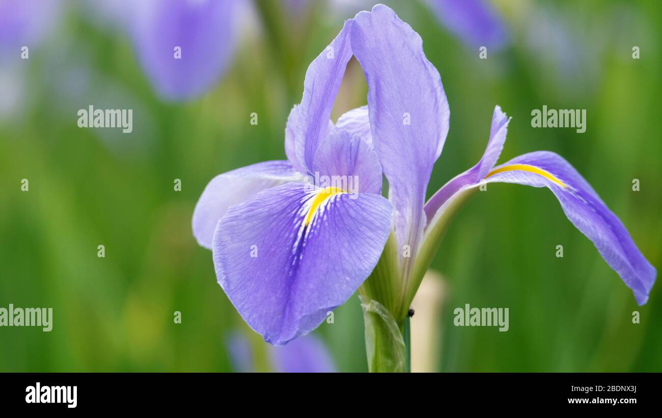 The Violet iris flowers (Iris germanica) on blurred green natural ...