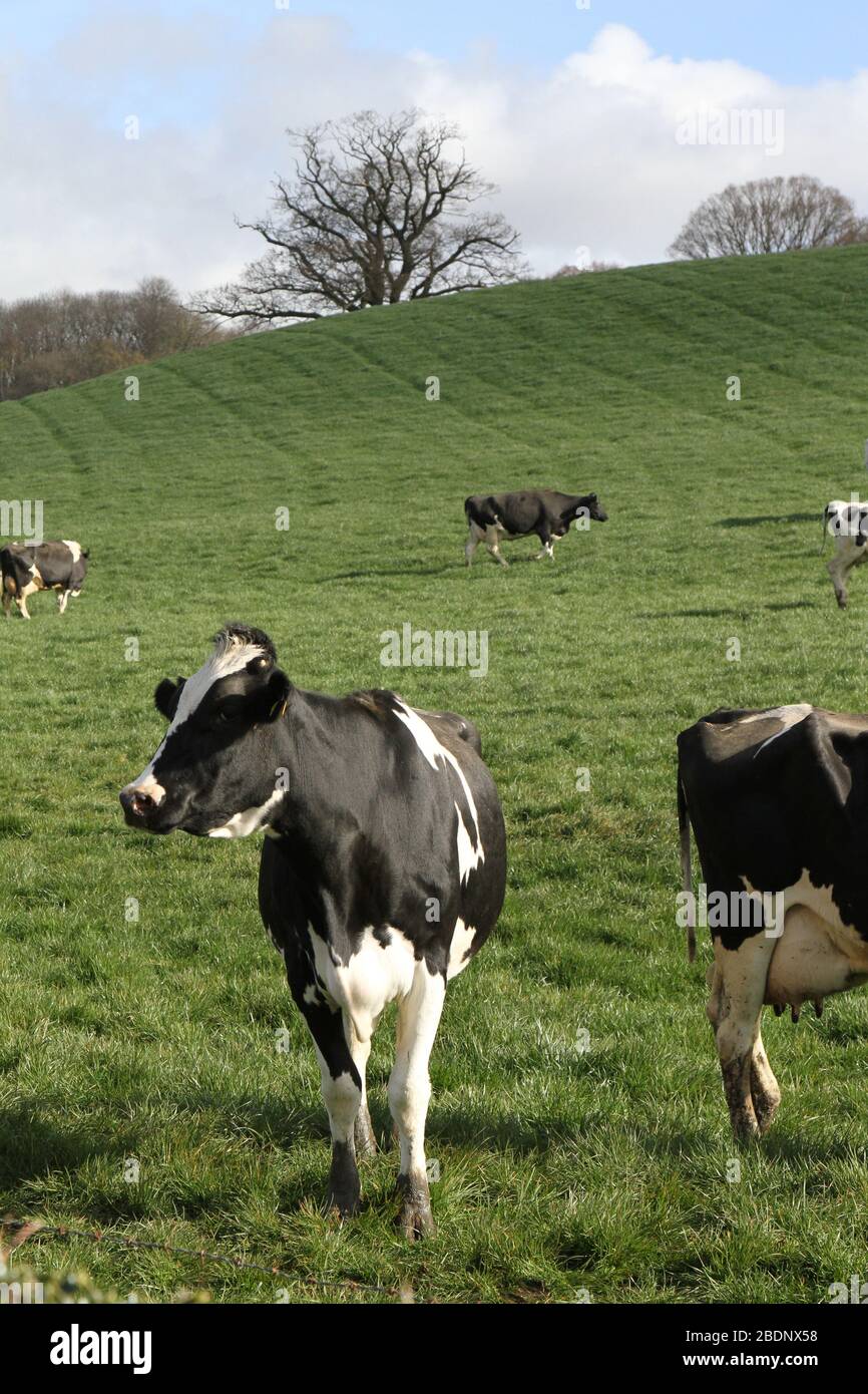 Dairy Cattle in Fields Stock Photo - Alamy
