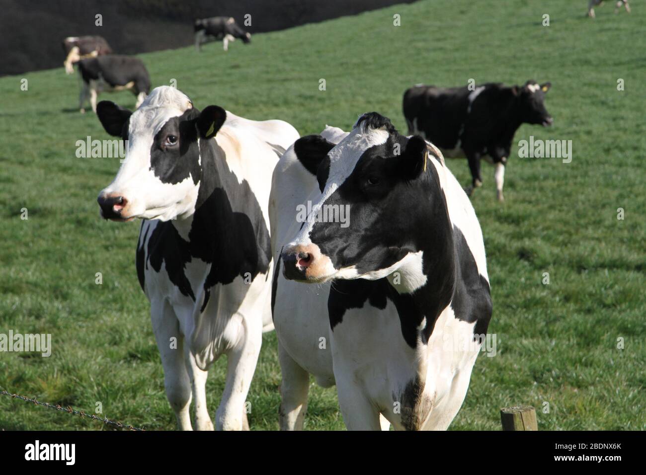 Dairy Cattle in Fields Stock Photo - Alamy