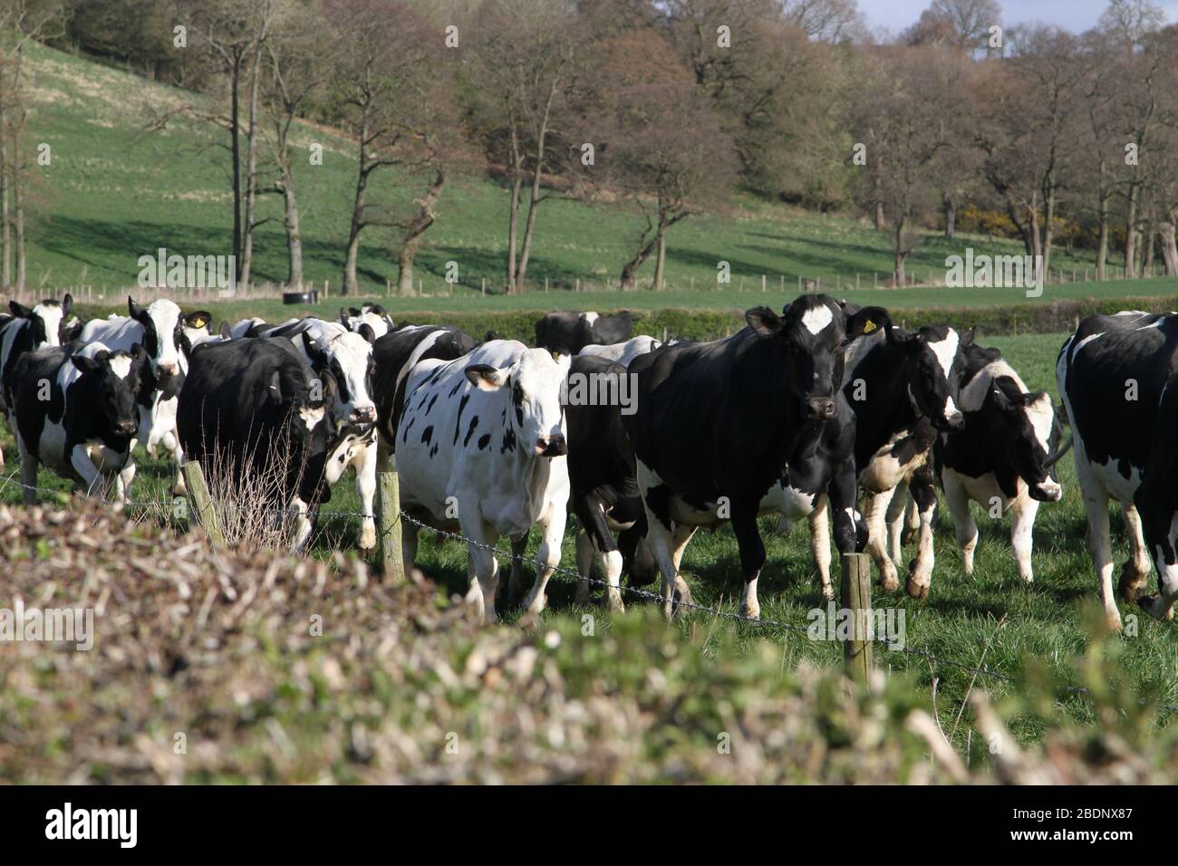 Dairy Cattle in Fields Stock Photo - Alamy
