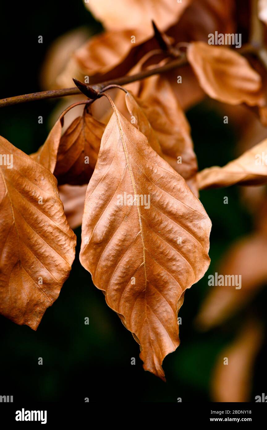 Beech Tree leaves - Fagus sylvatica Stock Photo - Alamy