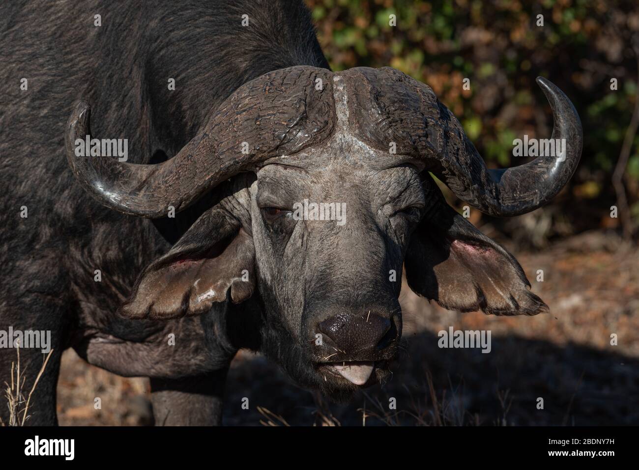 African buffalo male hi-res stock photography and images - Alamy