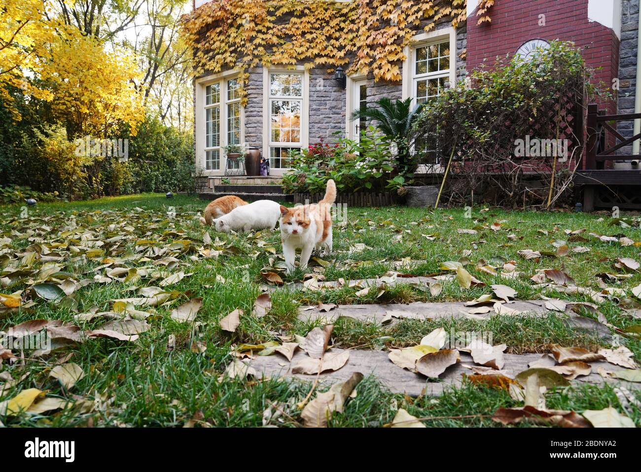 A private villa courtyard in autumn Stock Photo - Alamy