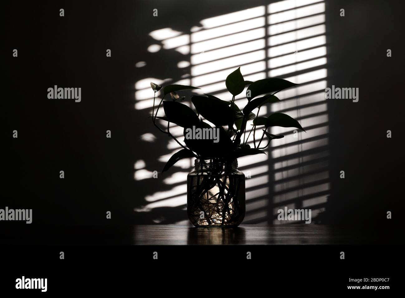 Photographing the window below the green plants Stock Photo - Alamy
