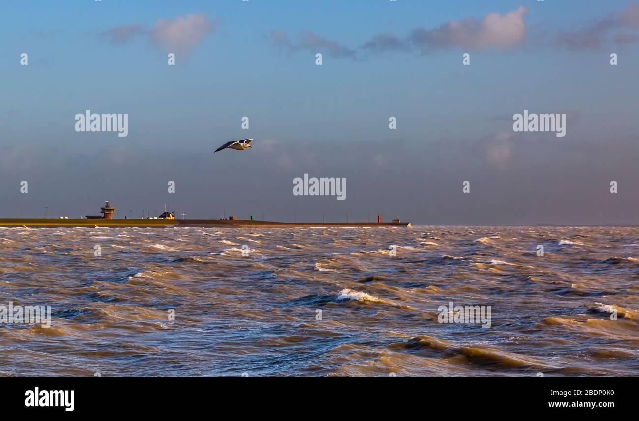 Stormy North Sea; the setting sun makes the foaming white of the waves ...