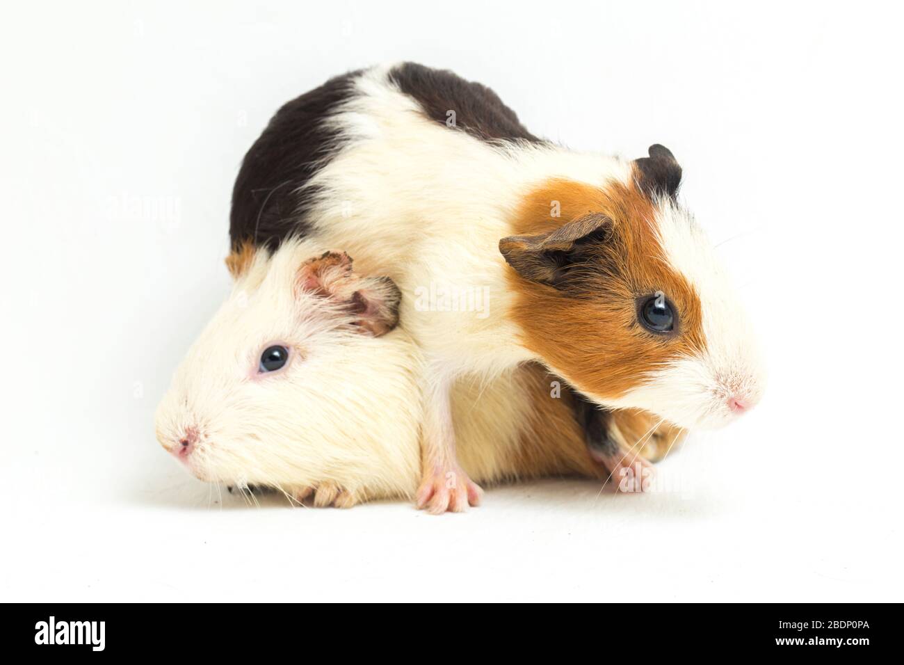 two pair guinea pig isolated on white background Stock Photo - Alamy