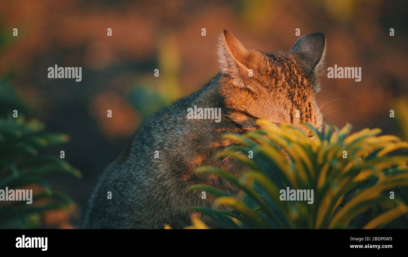 Beautiful cute cat hi-res stock photography and images - Alamy