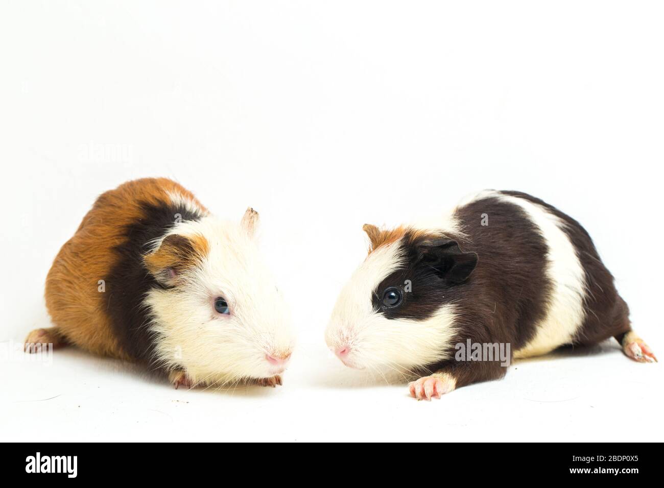 two pair guinea pig isolated on white background Stock Photo - Alamy