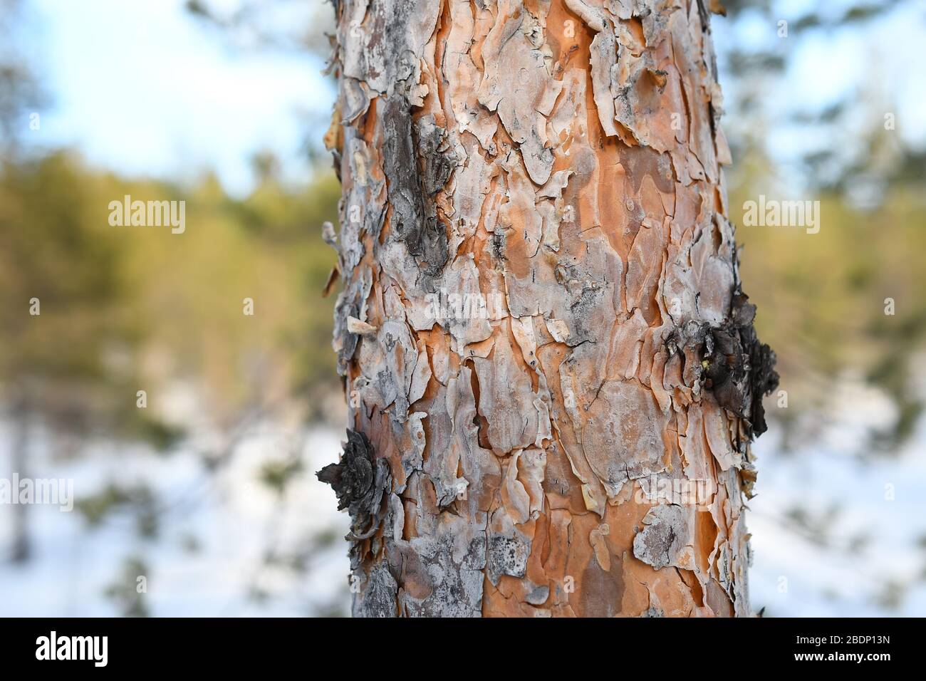 Pine Tree Bark Texture
