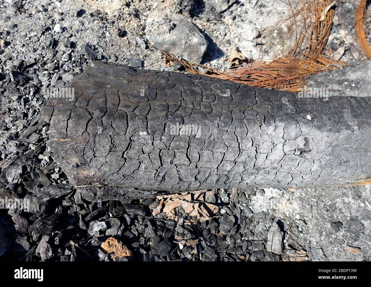 Extinguished forest fire Stock Photo - Alamy