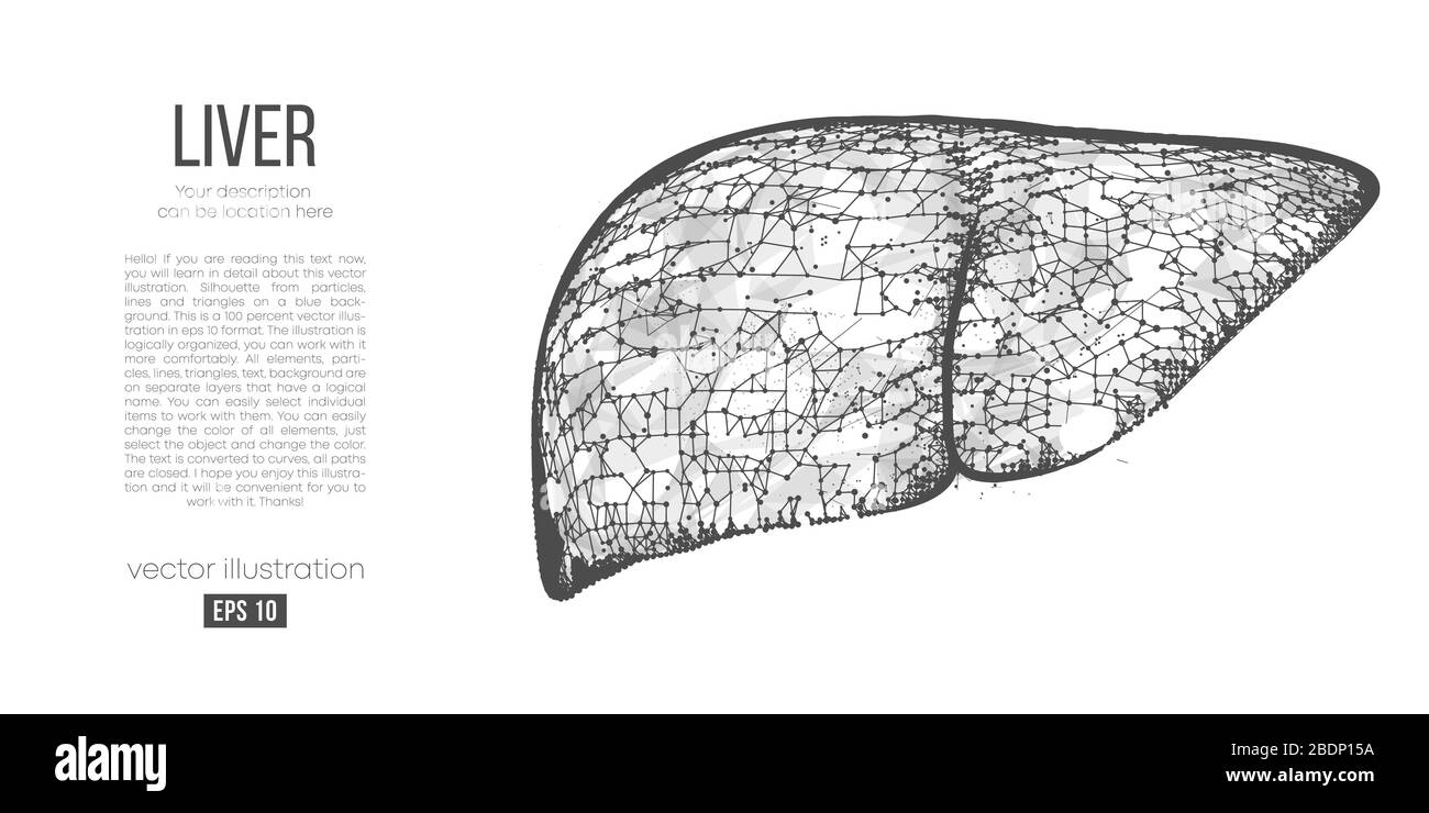 Abstract silhouette of the polygonal organ of liver. Scanning, research ...