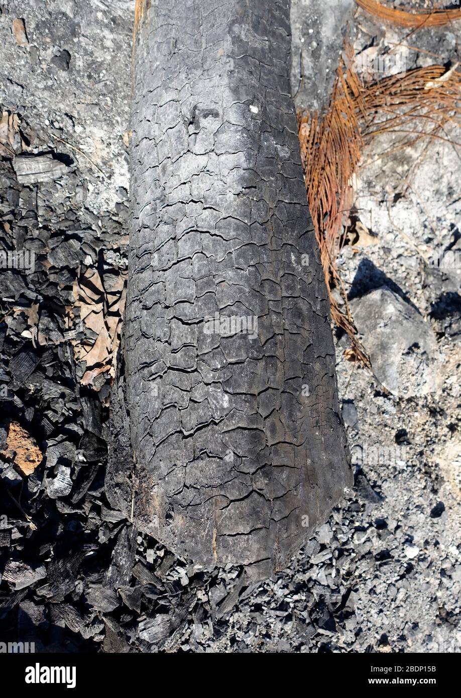 Extinguished forest fire Stock Photo - Alamy