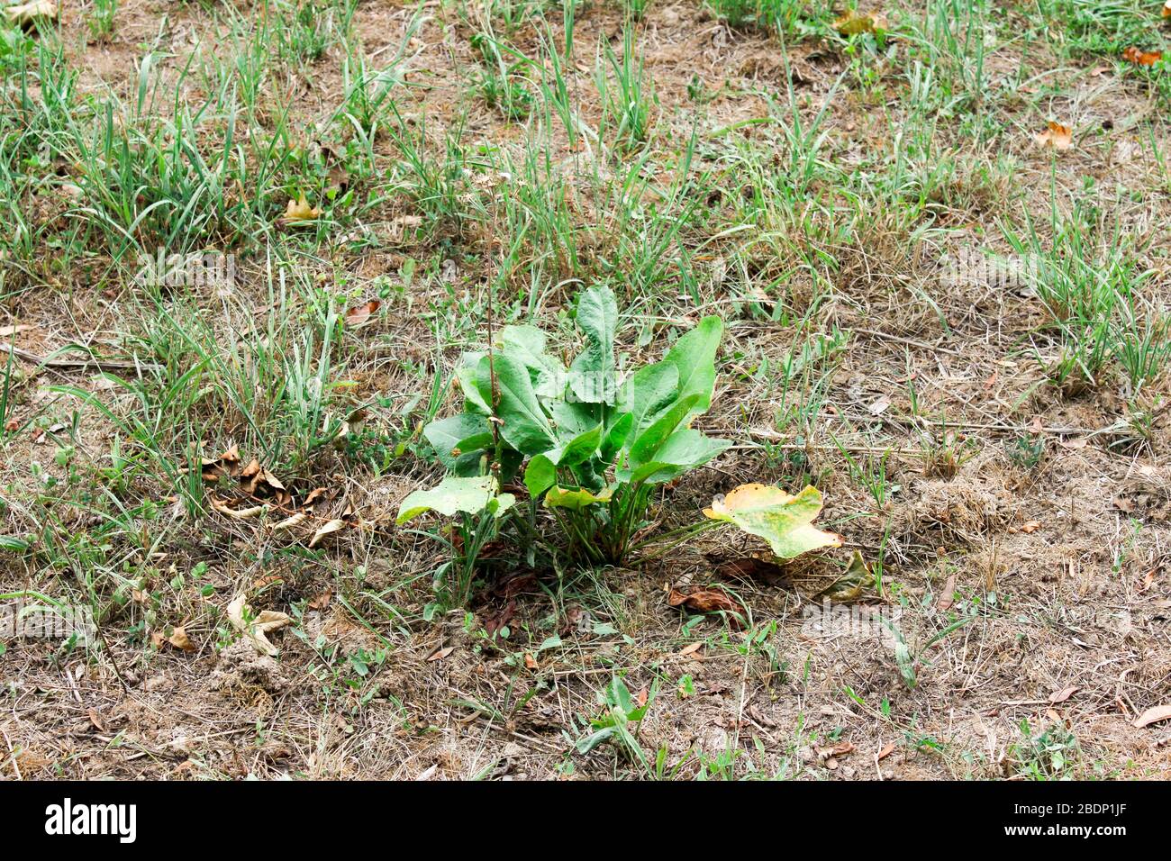 Small plants and stone on the roadside on the summer season on small ...