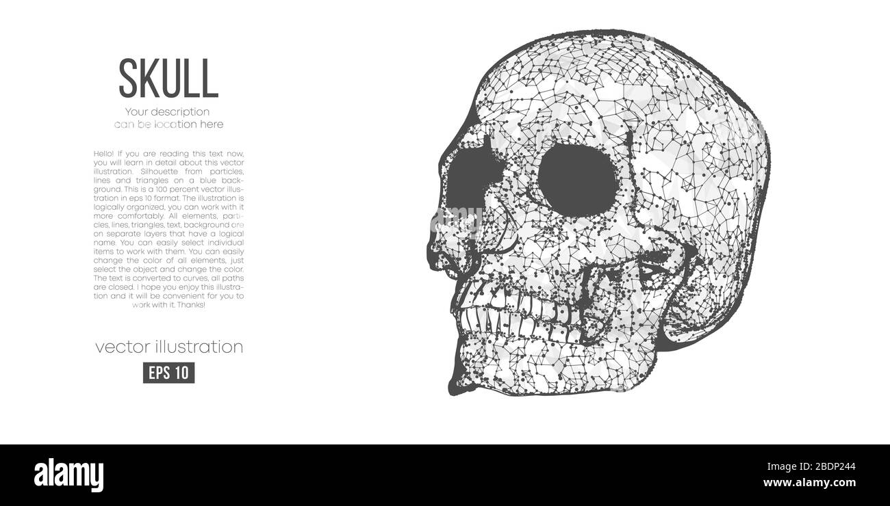 Abstract silhouette of the polygonal skull of human. Scanning, research ...