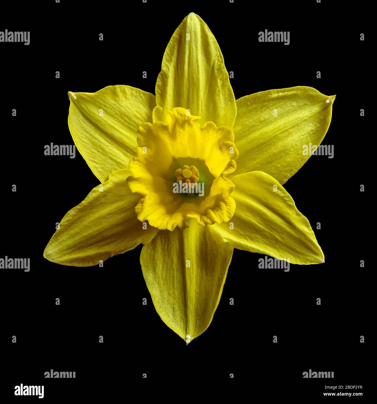 Trumpet flower bushes hi-res stock photography and images - Alamy
