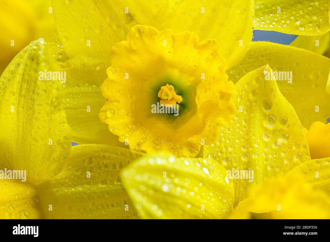 Trumpet flower bushes hi-res stock photography and images - Alamy