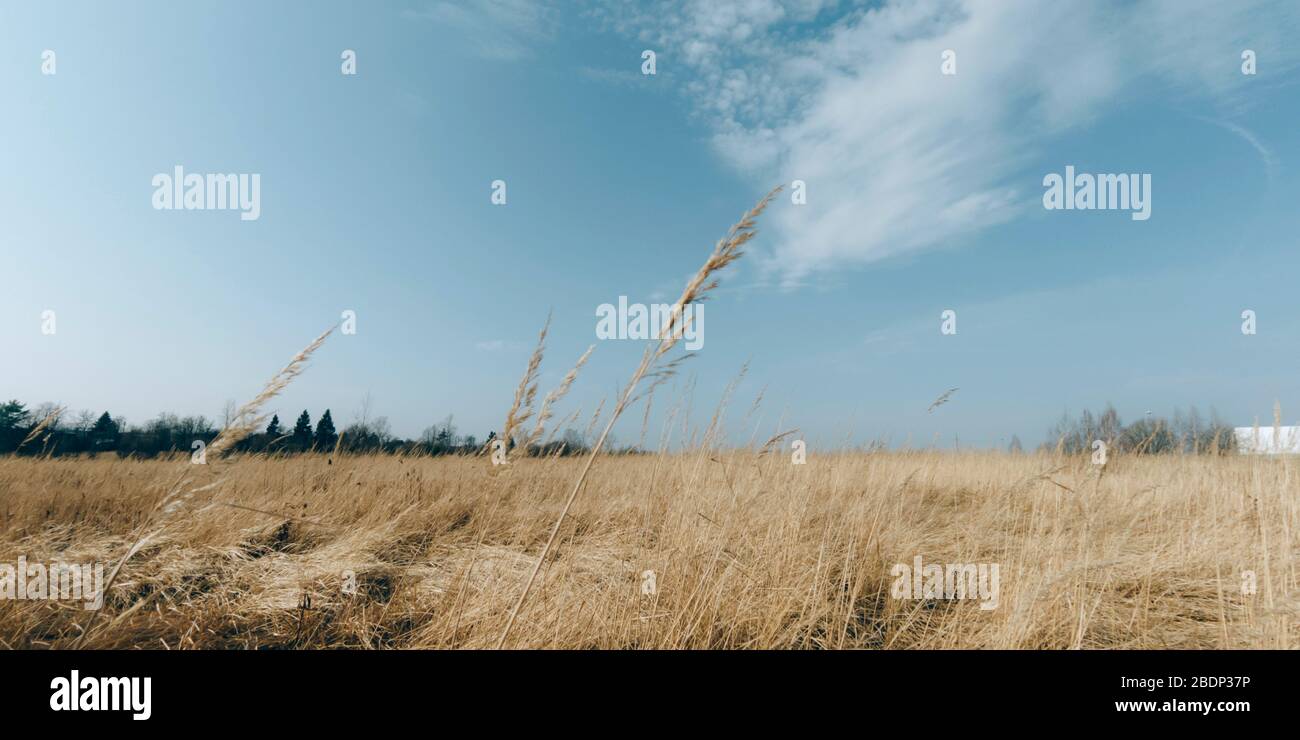Yellow farm field nature background with copyspace. Climate change ...
