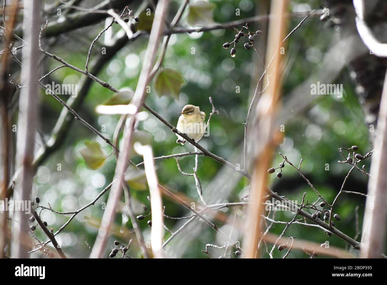 Cute yellow bird hi-res stock photography and images - Alamy