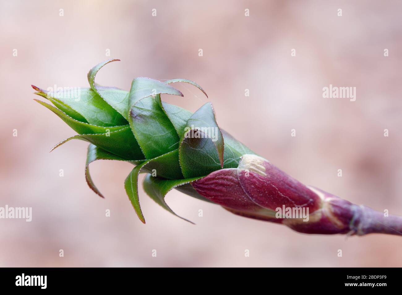 Swollen leaves hi-res stock photography and images - Alamy