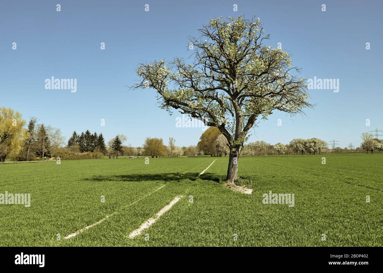 Single blossoming tree in a meadow and nature in front of a blue sky ...