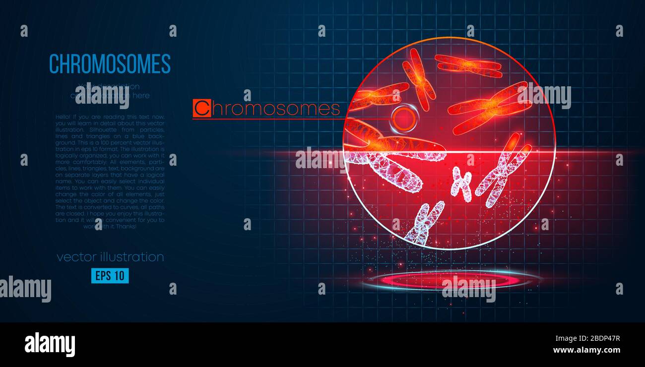 Human chromosomes hi-res stock photography and images - Alamy