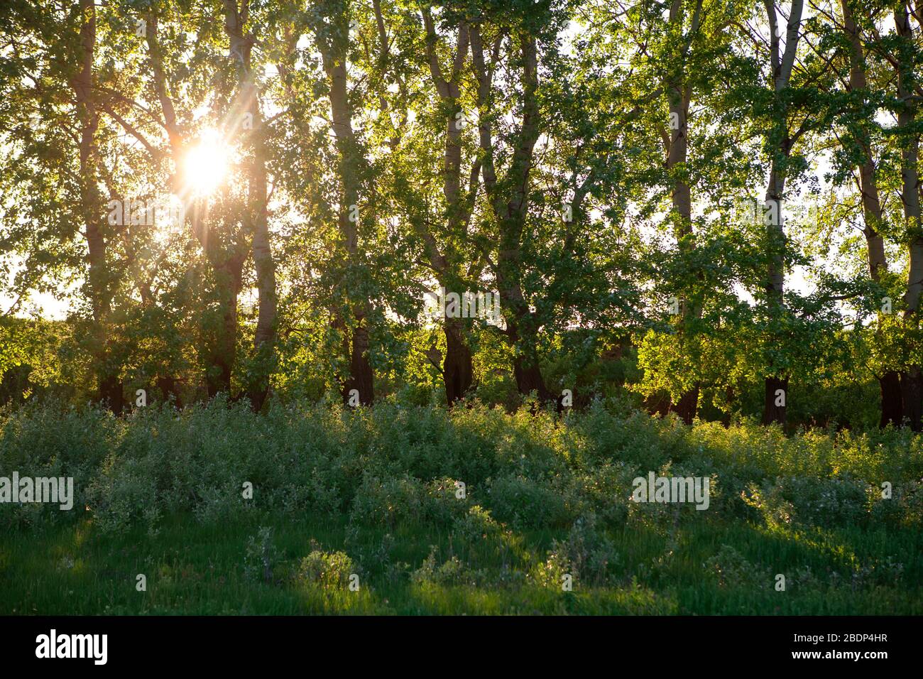 sun shining through the branches of spring trees Stock Photo - Alamy