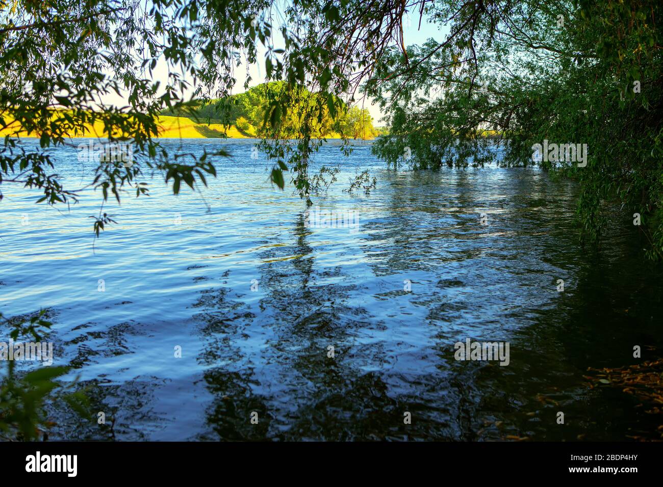 willow branches over the river water Stock Photo - Alamy
