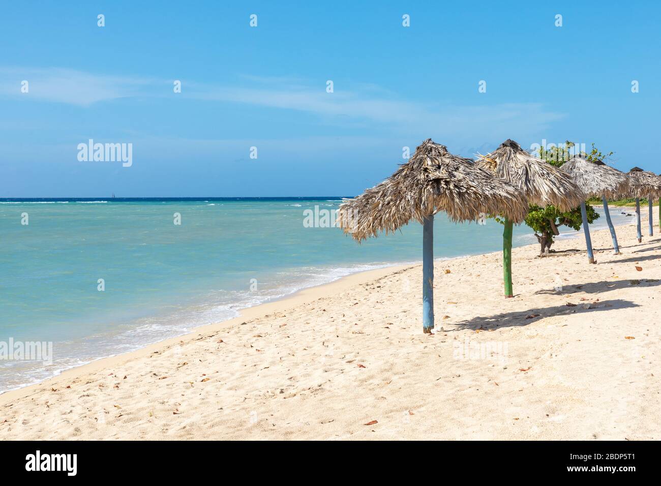 Trinidad, Cuba. Coconut on an exotic beach with palm tree entering the ...