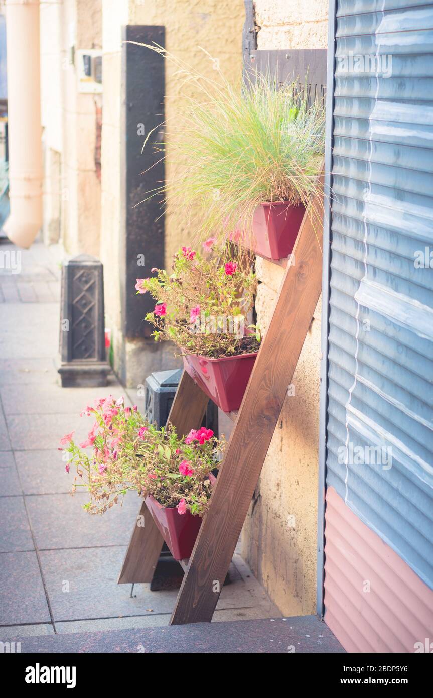 Plant stand with blooming pink petunia flowers on sunny city street ...