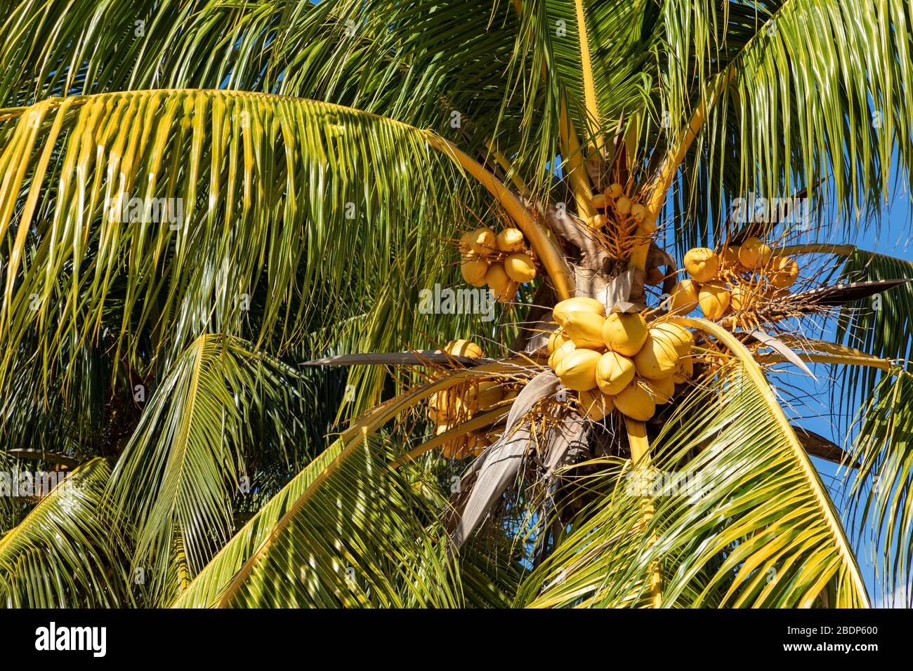 Trinidad, Cuba. Coconut on an exotic beach with palm tree entering the ...