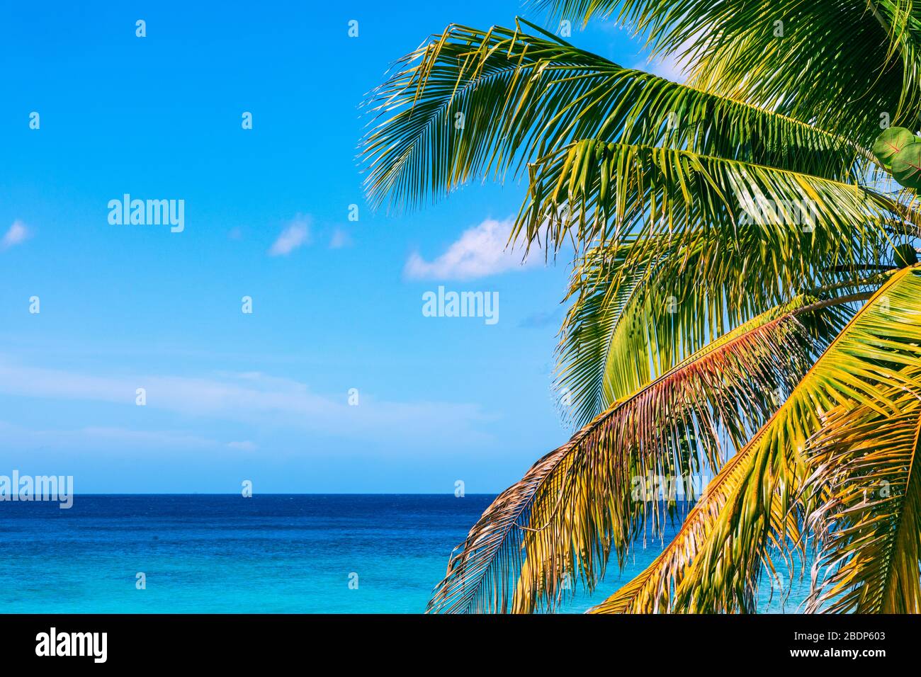 Trinidad, Cuba. Coconut on an exotic beach with palm tree entering the ...