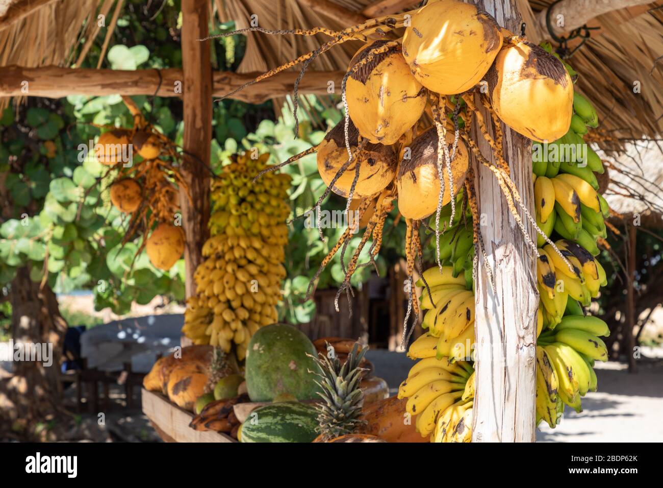Trinidad, Cuba. Coconut on an exotic beach with palm tree entering the ...
