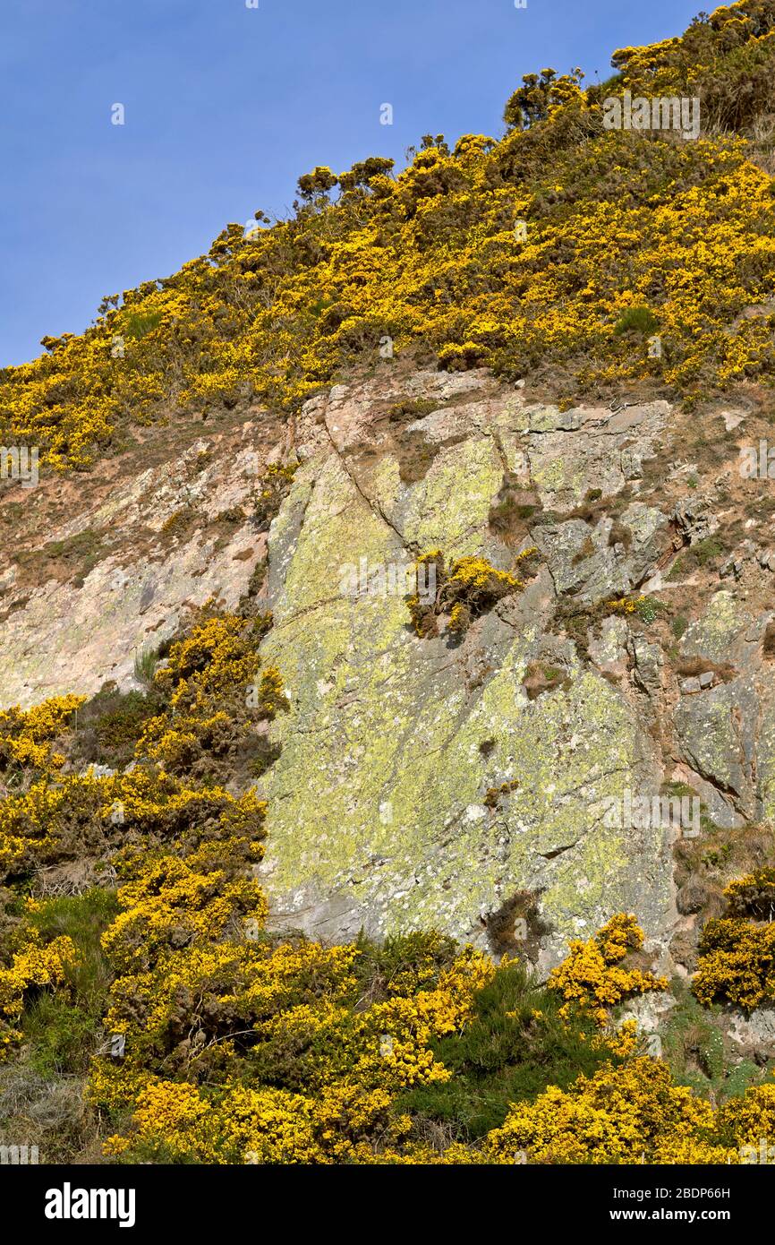 GREEN LICHEN GROWING EXTENSIVELY ON A ROCK FACE IN SPRING IN SCOTLAND ...