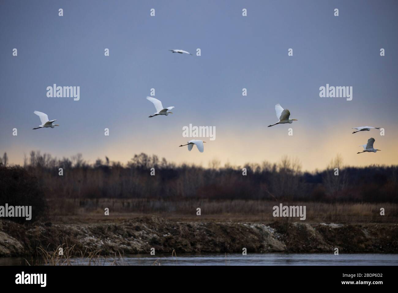 a group of egrets in flight Stock Photo - Alamy