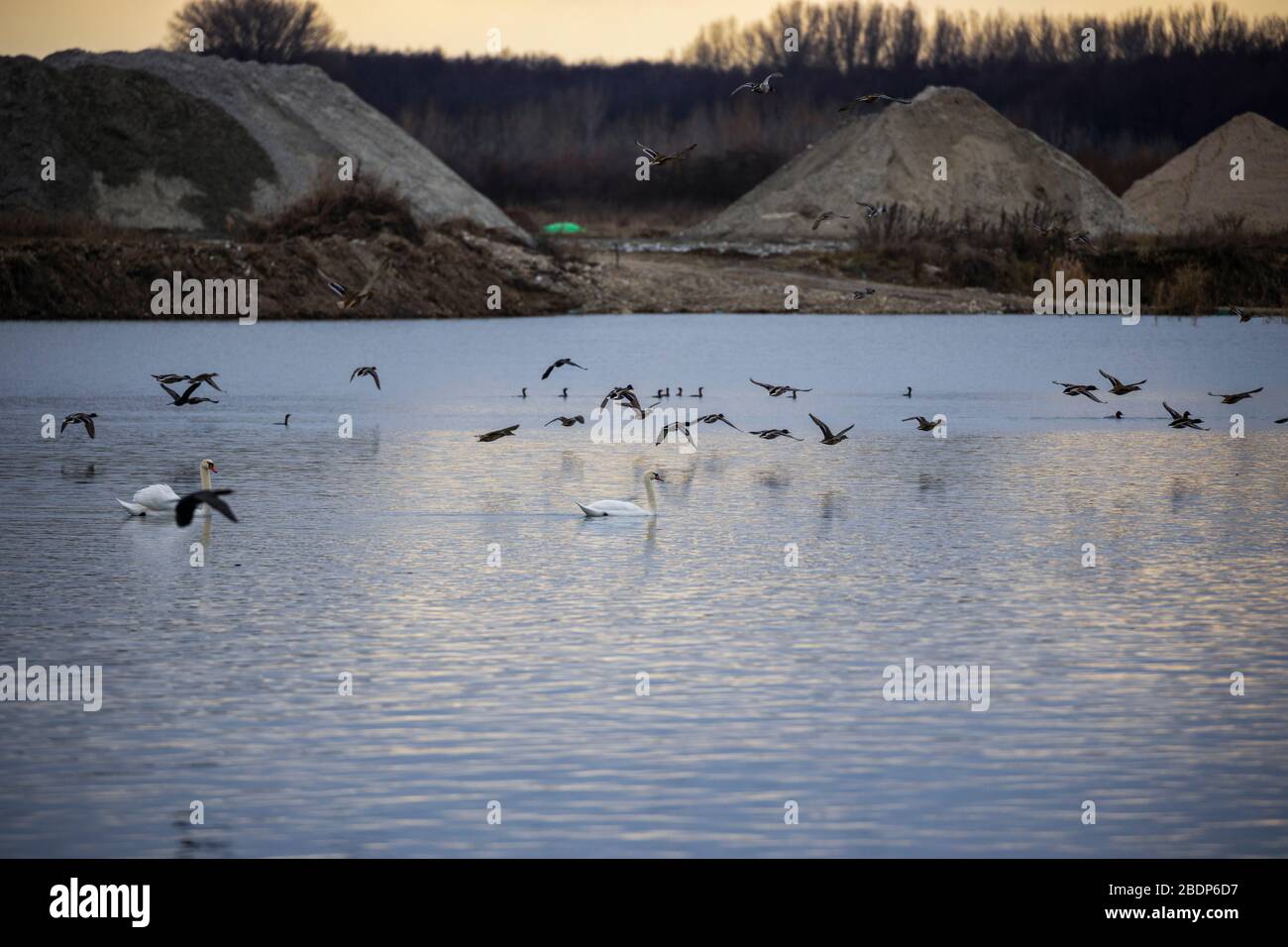 diversity of birds on a lake Stock Photo - Alamy