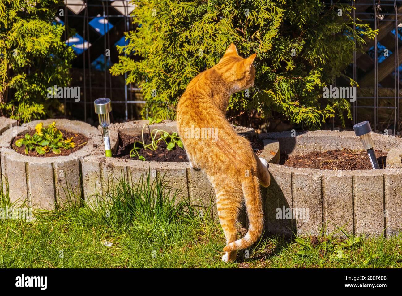 Domestic cat pounce prey hi-res stock photography and images - Alamy