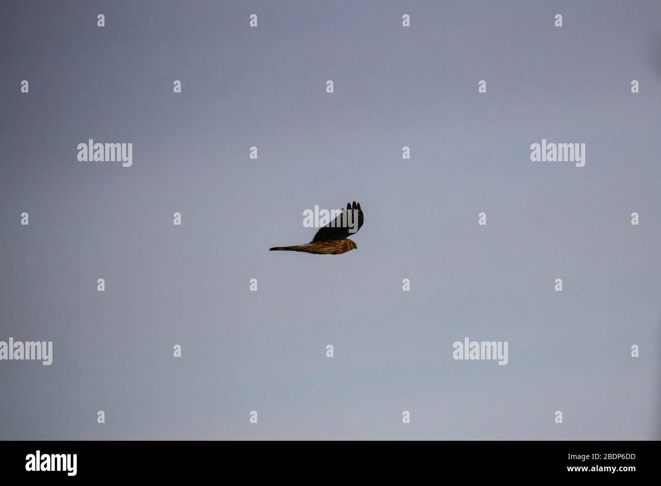 hawk flies on the blue sky Stock Photo - Alamy