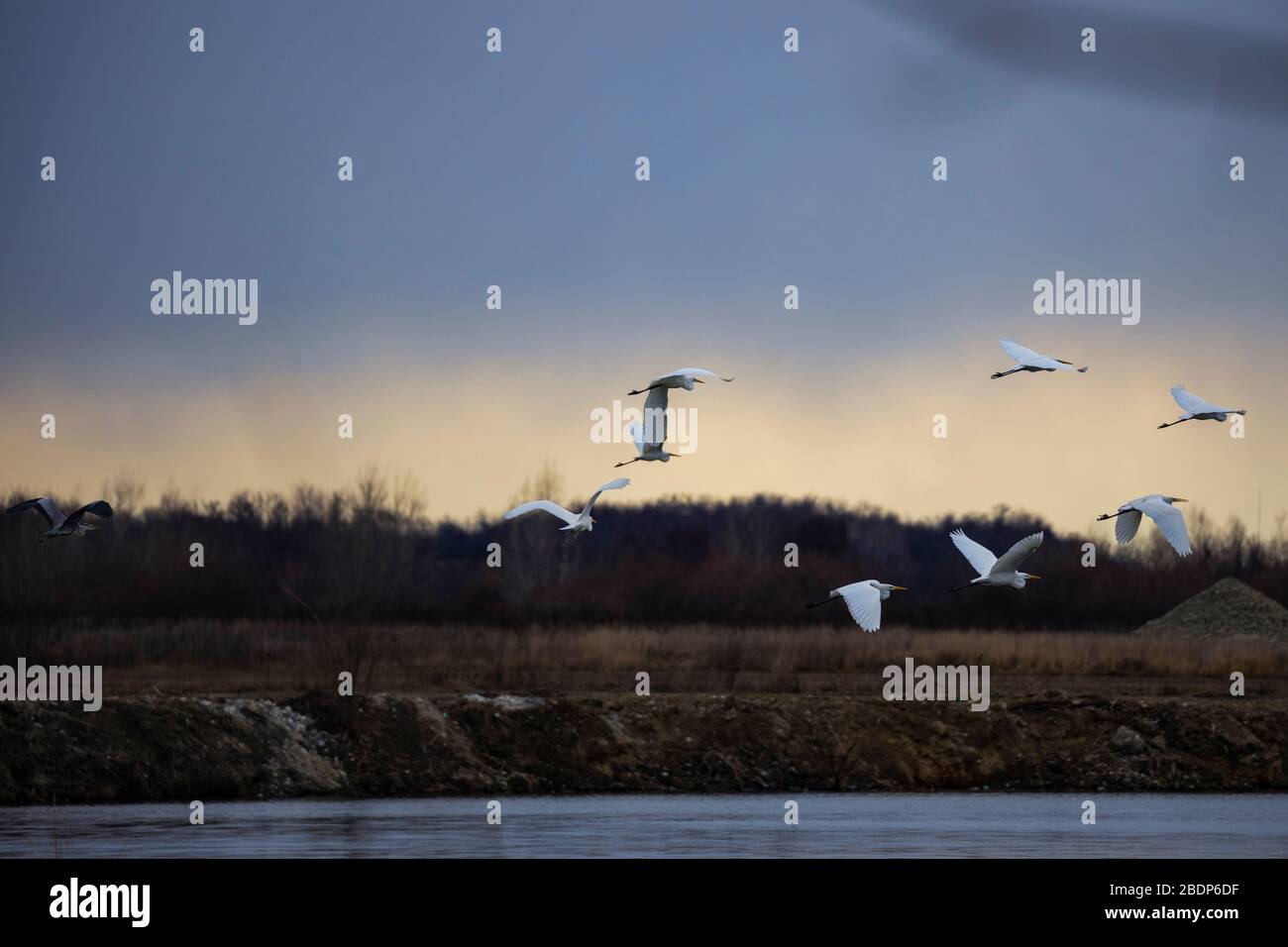 a group of egrets in flight Stock Photo - Alamy