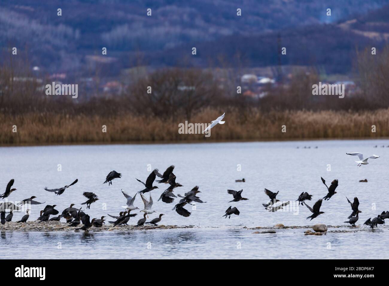 diversity of birds on a lake Stock Photo - Alamy