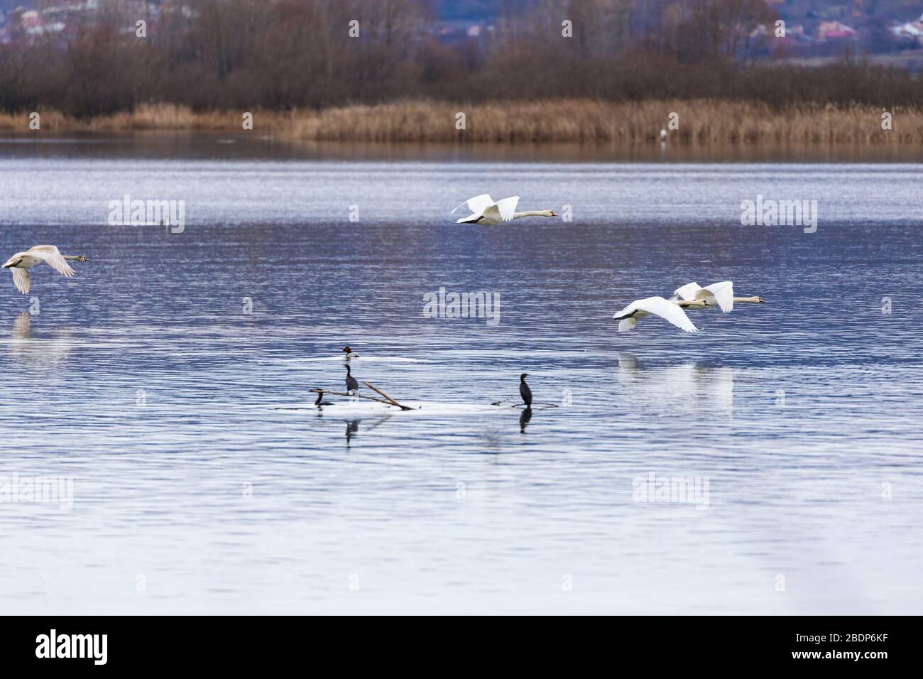 diversity of birds on a lake Stock Photo - Alamy