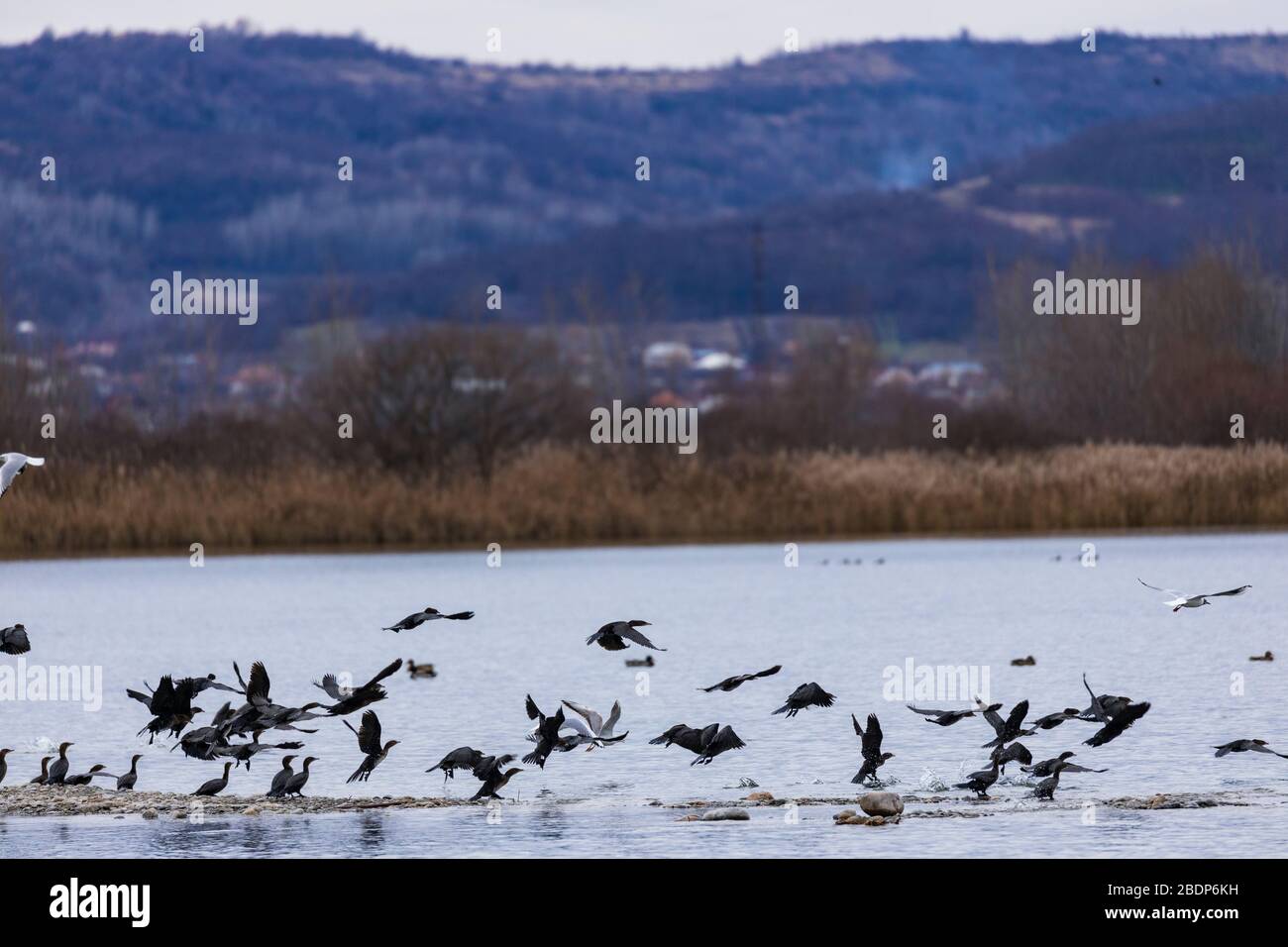 diversity of birds on a lake Stock Photo - Alamy