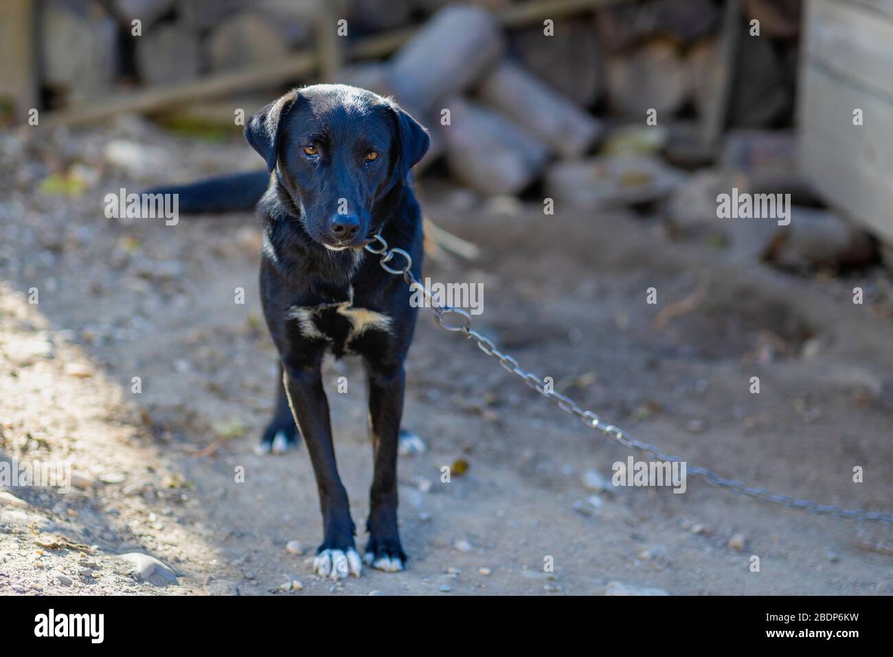 Big black guard dog chained in the backyard Stock Photo - Alamy