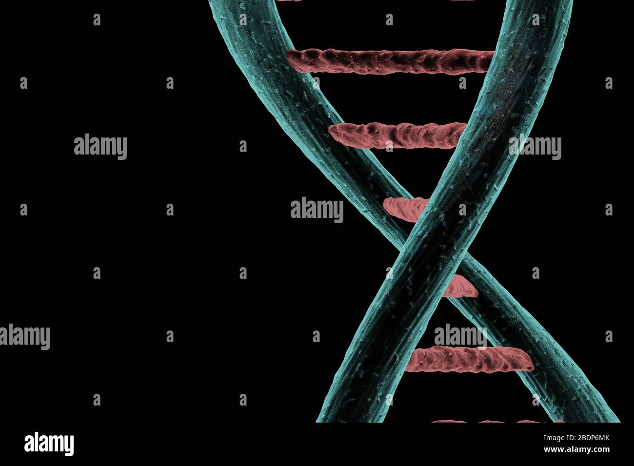 Nucleotides dna cell hi-res stock photography and images - Alamy