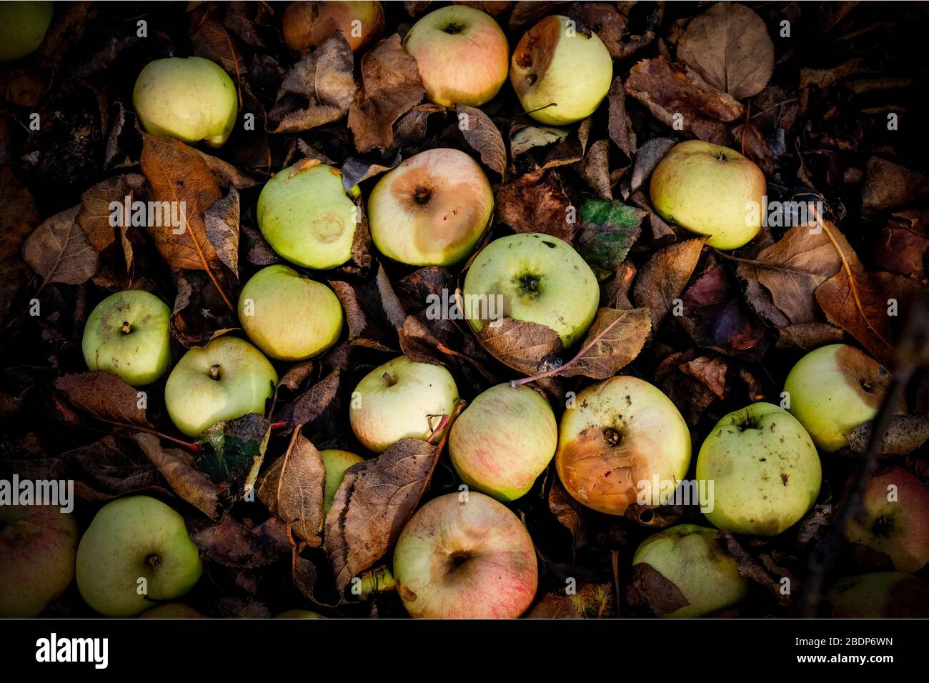 Bruised fruit isolated hi-res stock photography and images - Alamy