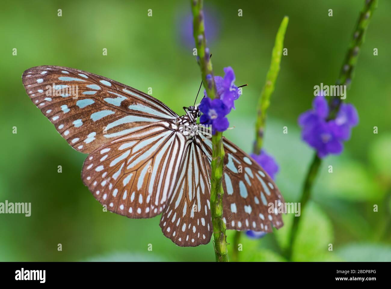 Glassy tiger butterfly hi-res stock photography and images - Alamy