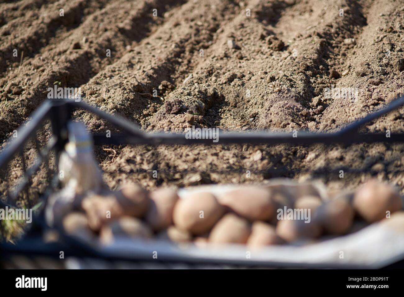 Sowing potatoes in the countryside Stock Photo - Alamy