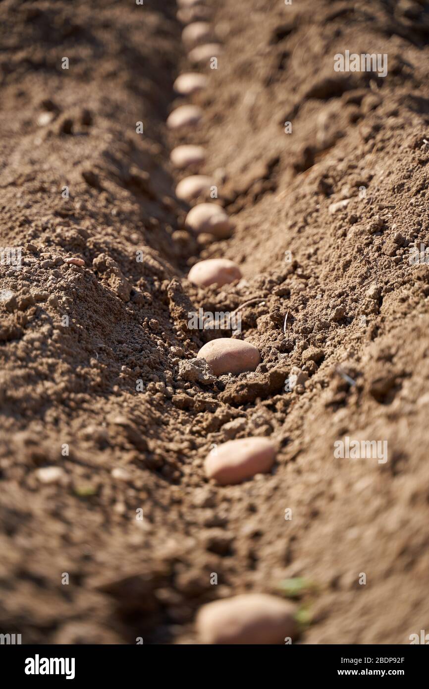 Sowing potatoes in the countryside Stock Photo - Alamy