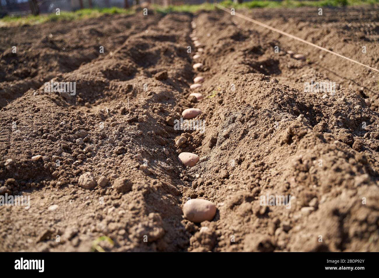 Sowing potatoes in the countryside Stock Photo - Alamy
