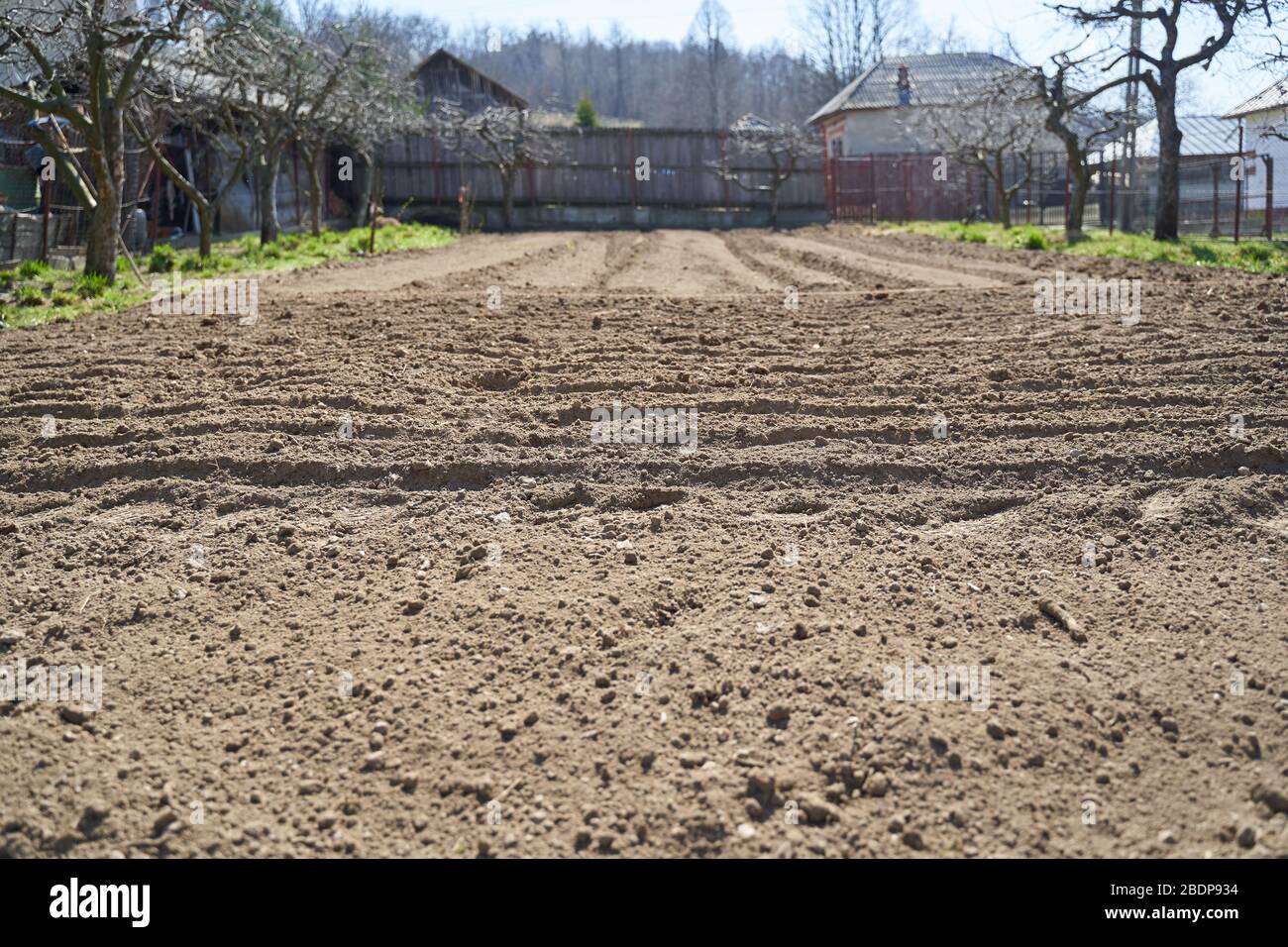Sowing potatoes in the countryside Stock Photo - Alamy